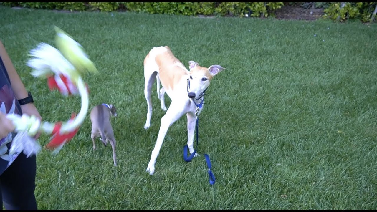 Meet Bunny, Jenna's Rescue Greyhound ~ The Hannah Report